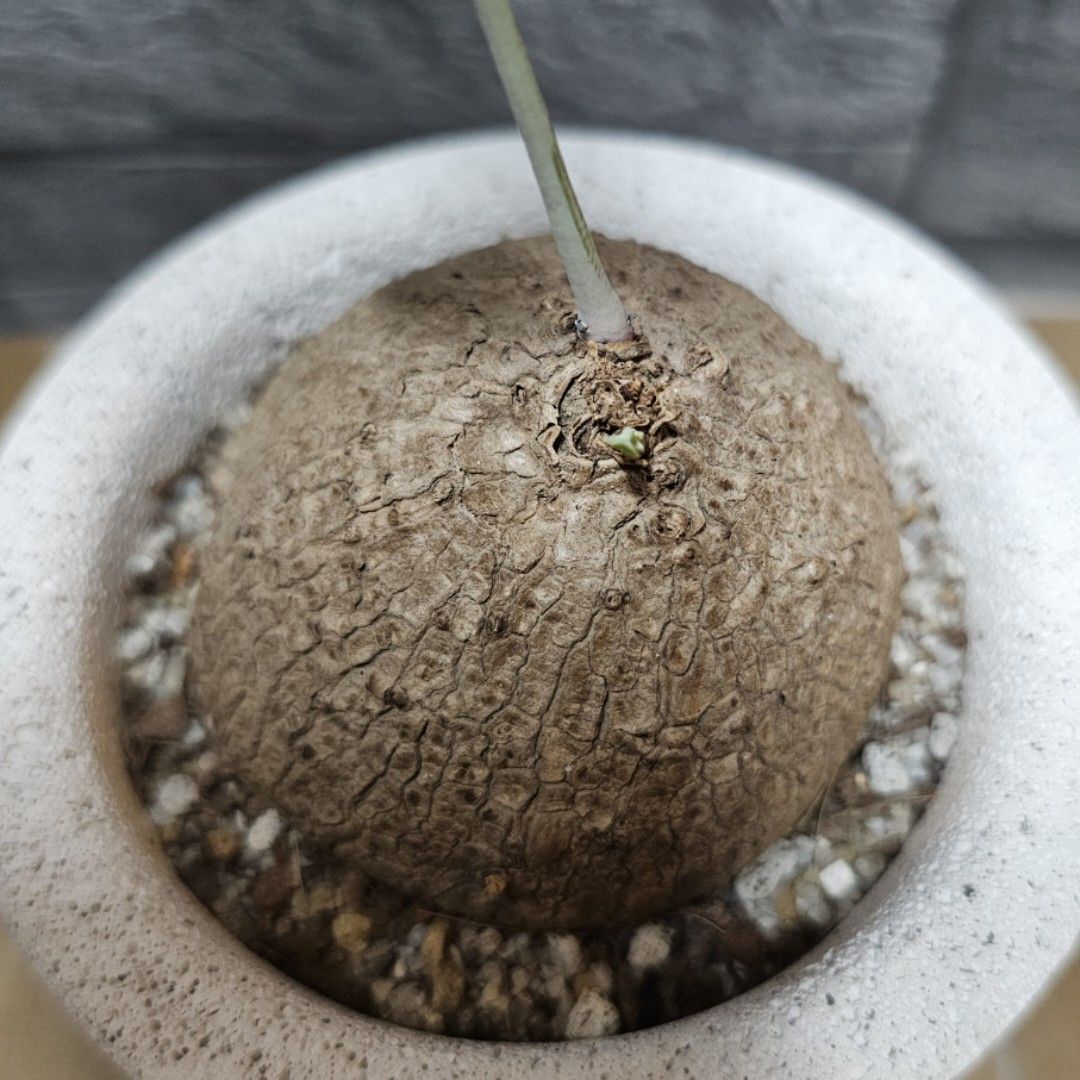 Stephania Erecta Caudex plant with Brick Stone pot, Furniture & Home ...