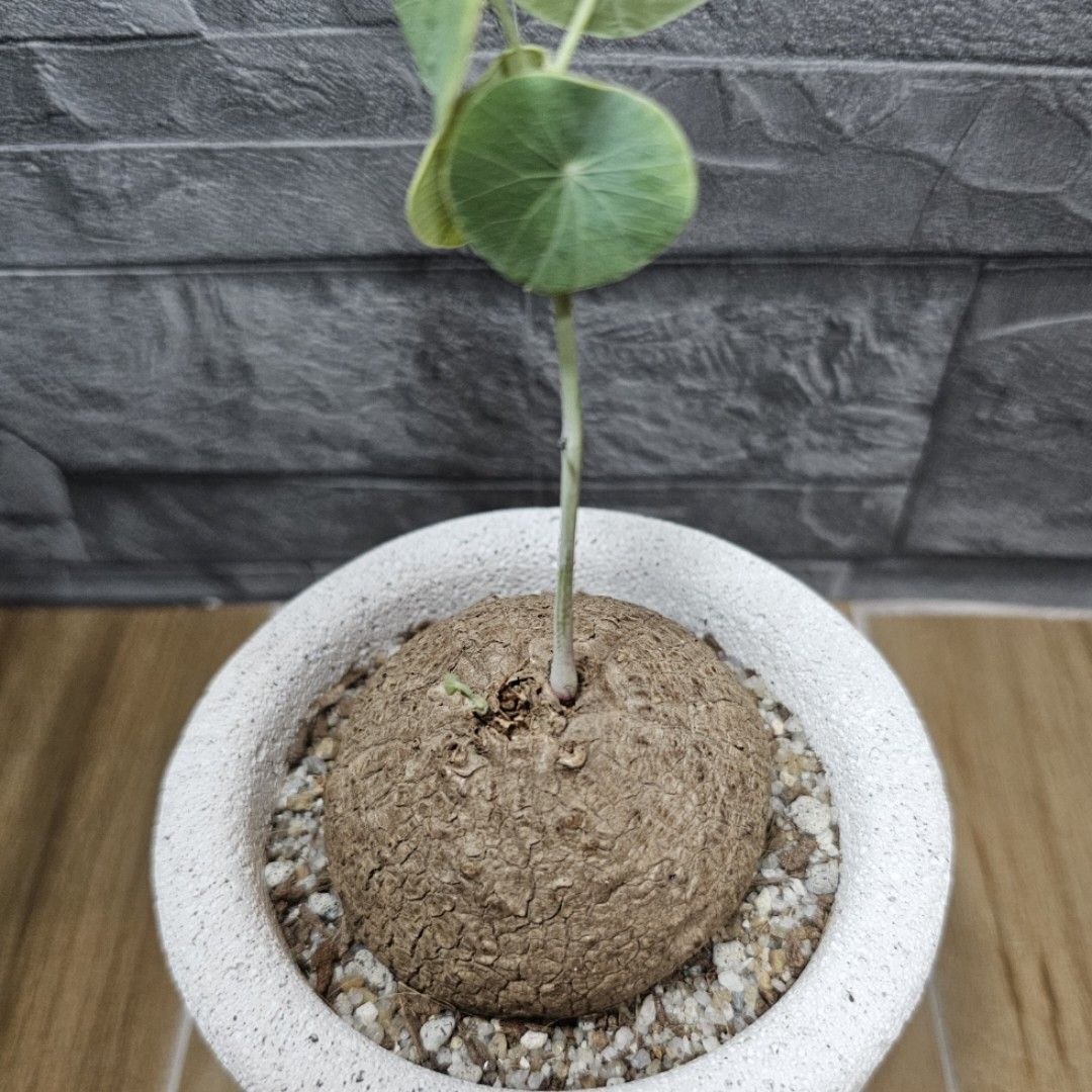 Stephania Erecta Caudex plant with Brick Stone pot, Furniture & Home ...