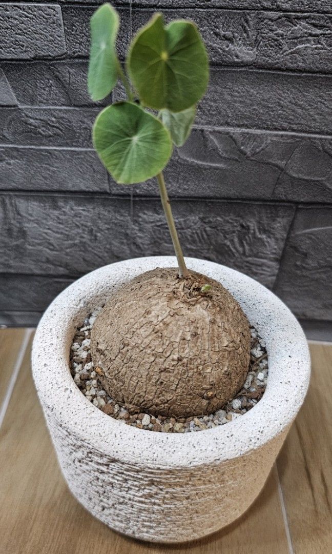Stephania Erecta Caudex plant with Brick Stone pot, Furniture & Home ...