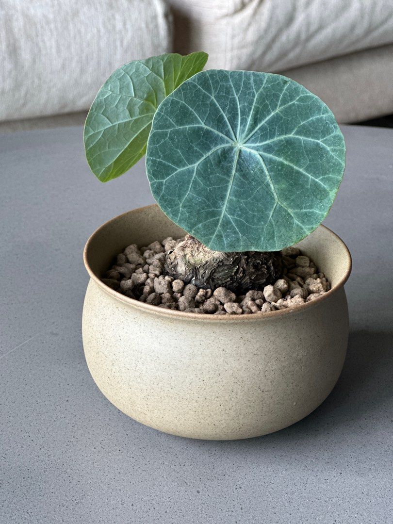 STEPHANIA NOVA POTTED PLANT, Furniture & Home Living, Gardening, Plants ...