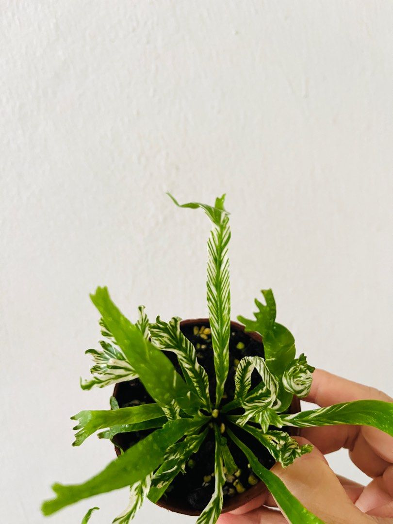 Variegated Birdnest Fern (Asplenium Nidus) - 15cm, Furniture & Home ...