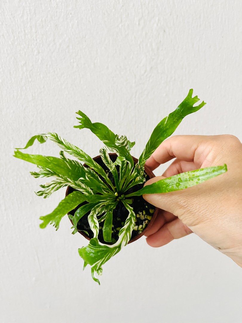 Variegated Birdnest Fern (Asplenium Nidus) - 15cm, Furniture & Home ...