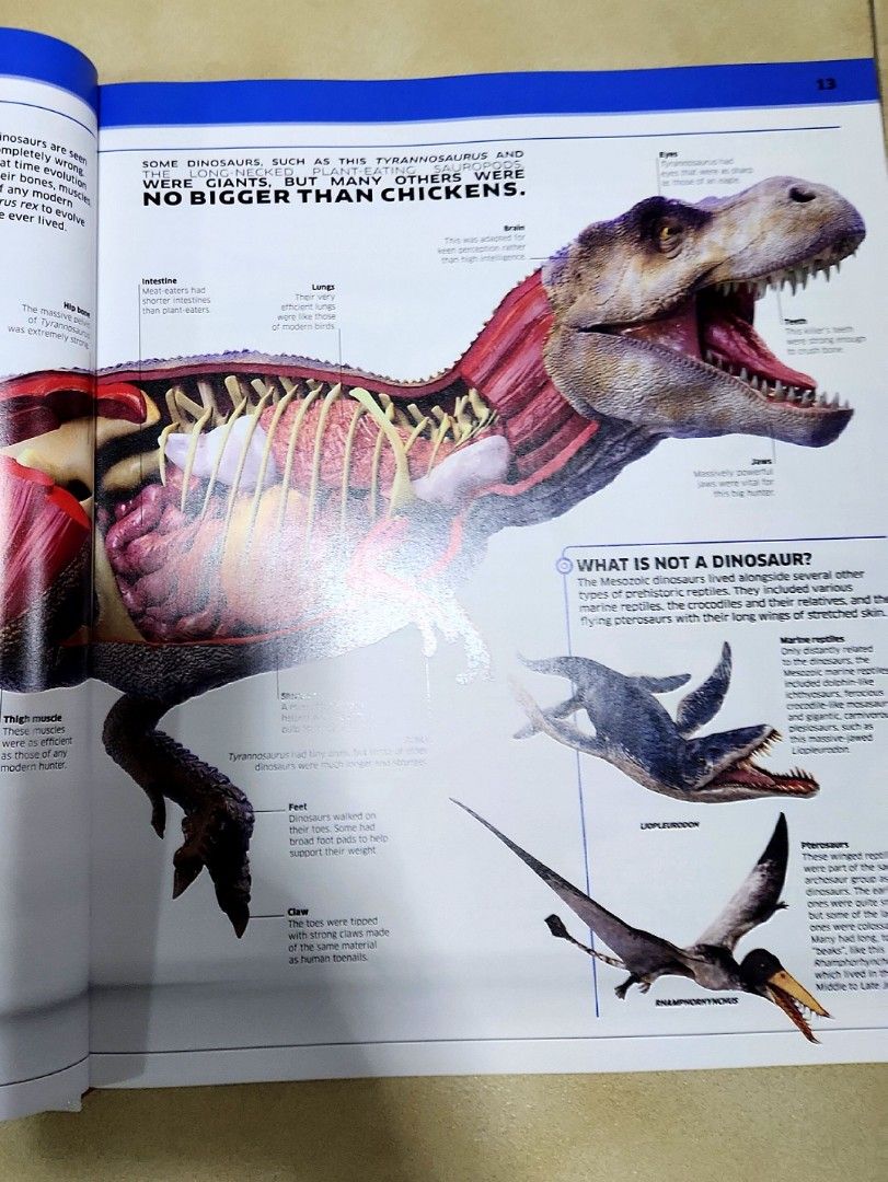 DK Knowledge Encyclopedia Dinosaur, Hobbies & Toys, Books & Magazines, Fiction & Non-Fiction on ...