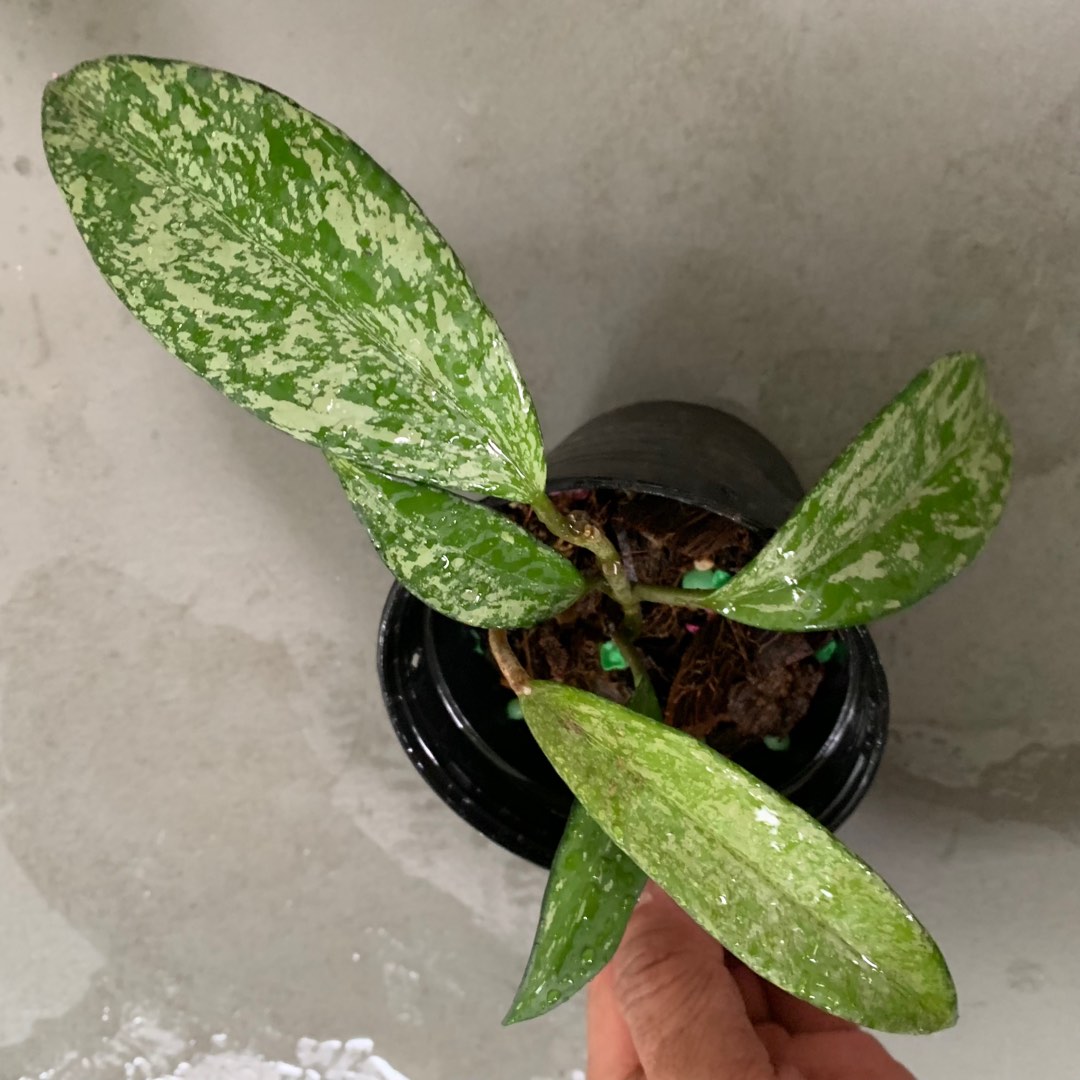 Hoya Pubicalyx Splash (Contactless delivery at $12) (Self-collect at ...