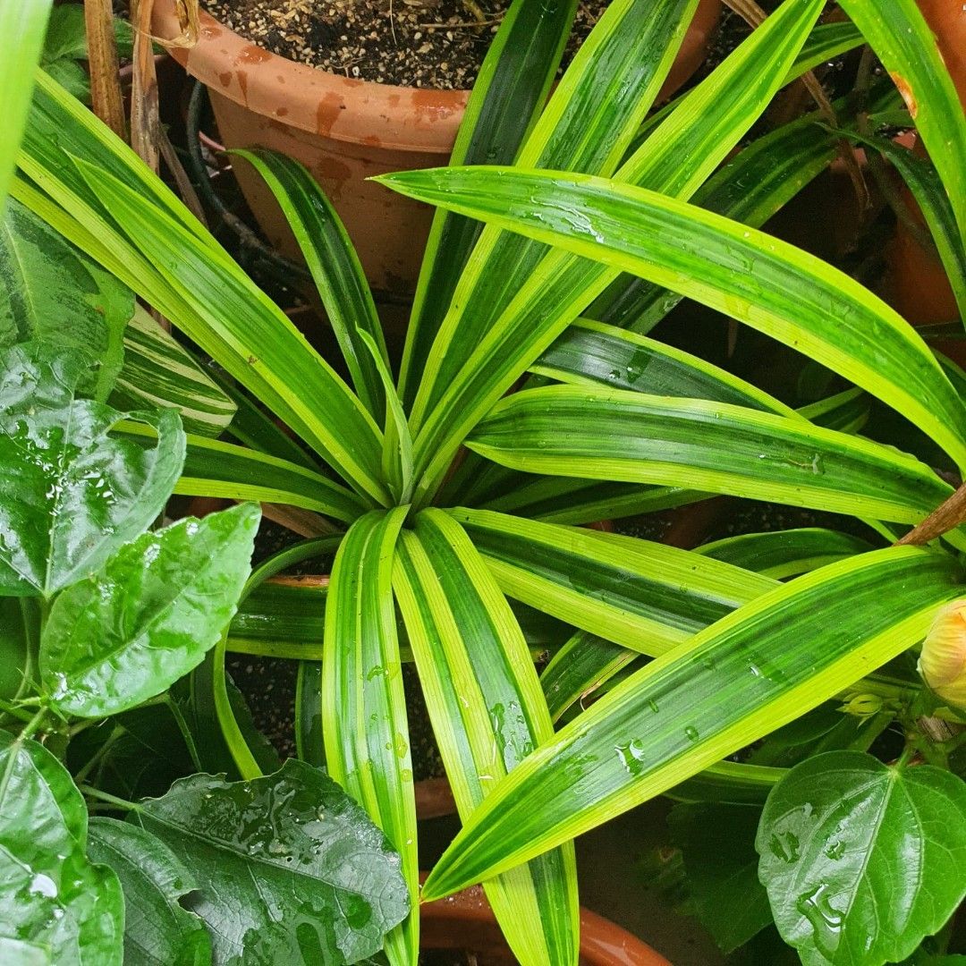 Pandan plant Variegated Auera Gold Variegated pot 18cm height 20-35cm ...