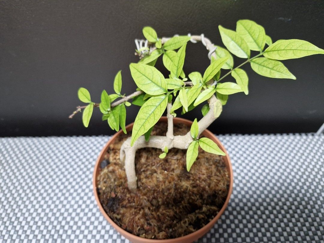 Water Jasmine/ Shuimei plant/tree/bonsaj, Furniture & Home Living ...