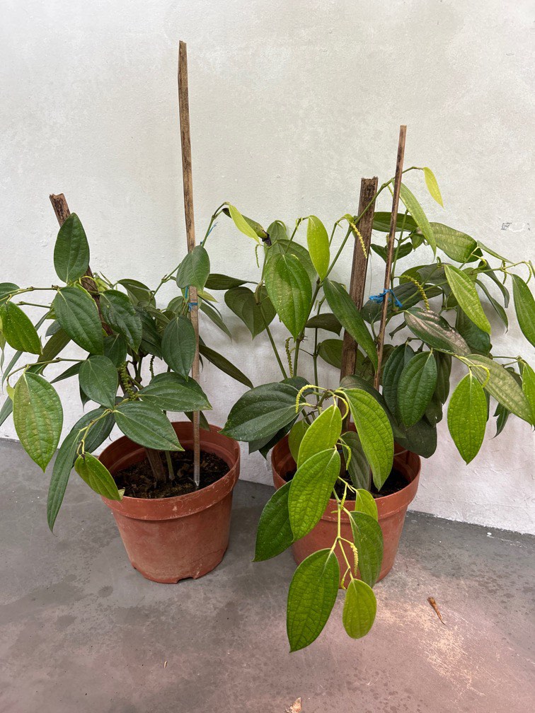 Black Pepper Plant / Piper Nigrum $20 each Pot, Furniture & Home Living ...