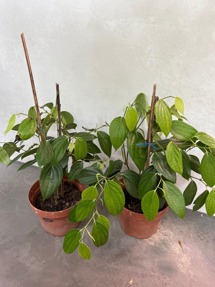 Black Pepper Plant / Piper Nigrum $20 each Pot, Furniture & Home Living ...
