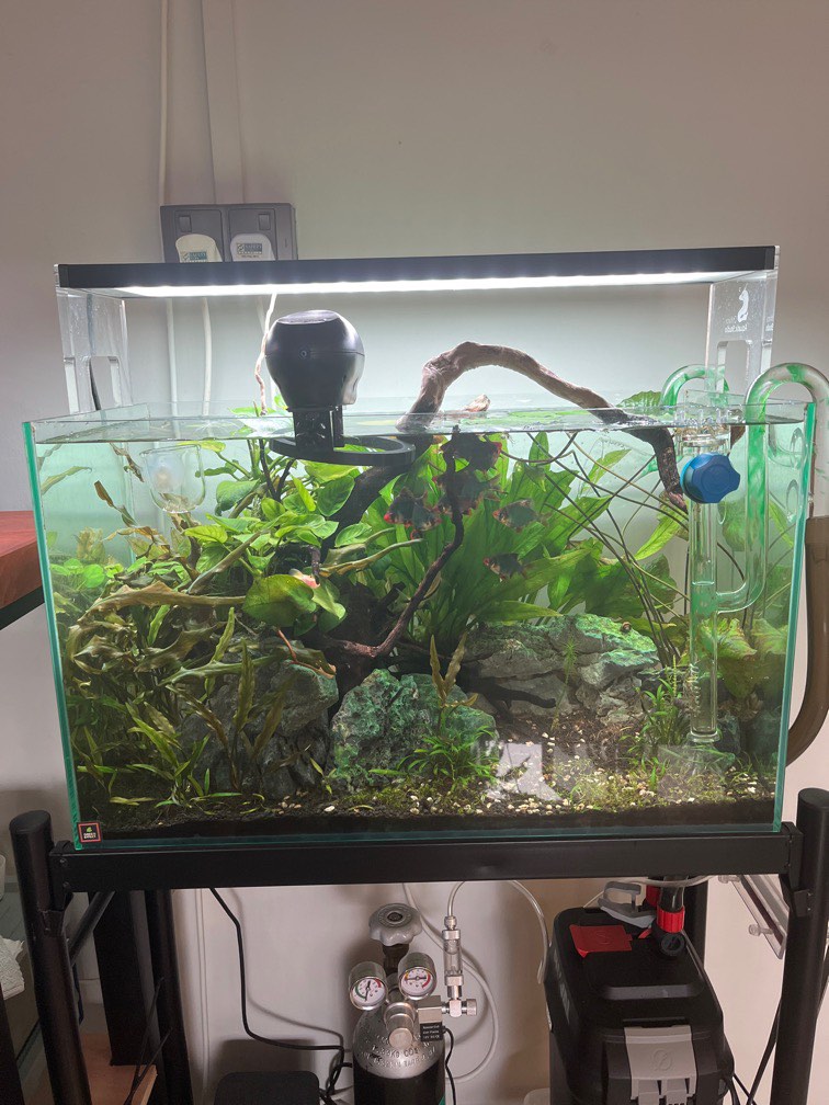 2 Feet Fish Tank Set, Pet Supplies, Homes & Other Pet Accessories on ...