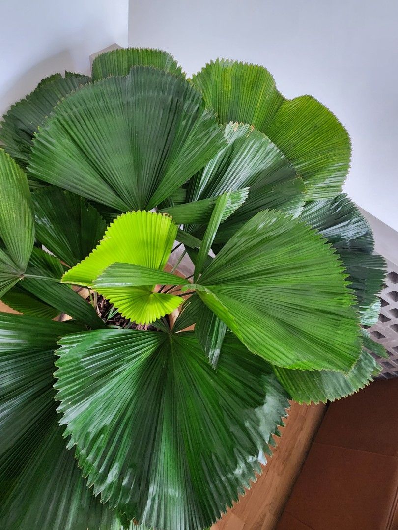 Fan Palm (Licuala Grandis) in rare clay pot, Furniture & Home Living ...