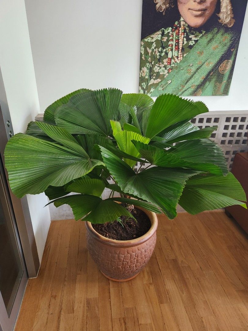Fan Palm (Licuala Grandis) in rare clay pot, Furniture & Home Living ...