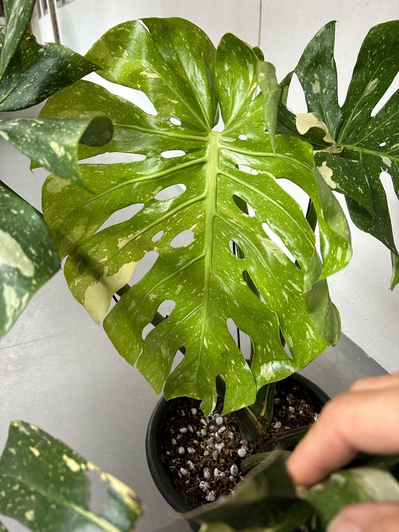 Monstera Thai Constellation XXL in aroid mix, Furniture & Home Living ...