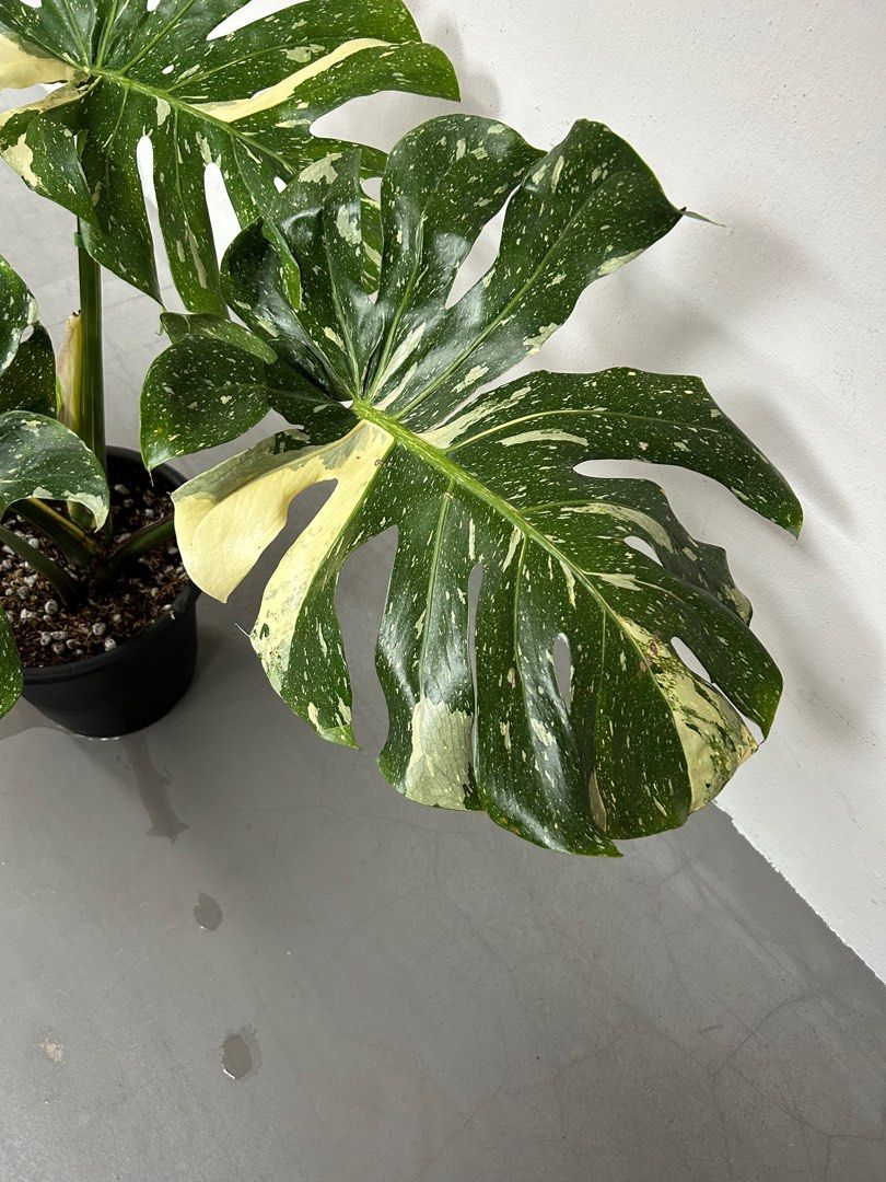 Monstera Thai Constellation XXL in aroid mix, Furniture & Home Living ...