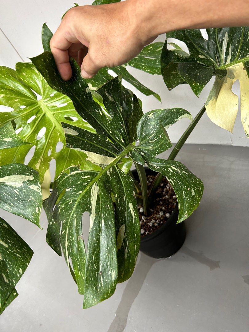 Monstera Thai Constellation XXL in aroid mix, Furniture & Home Living ...