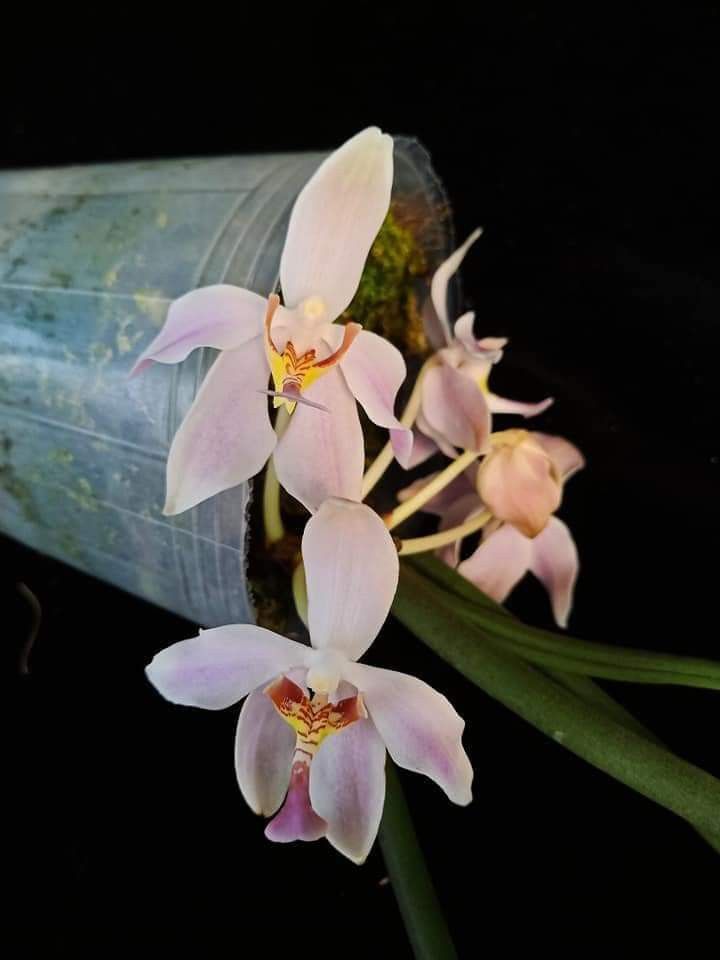 Paraphalaenopsis laycockii, Furniture & Home Living, Gardening, Plants ...