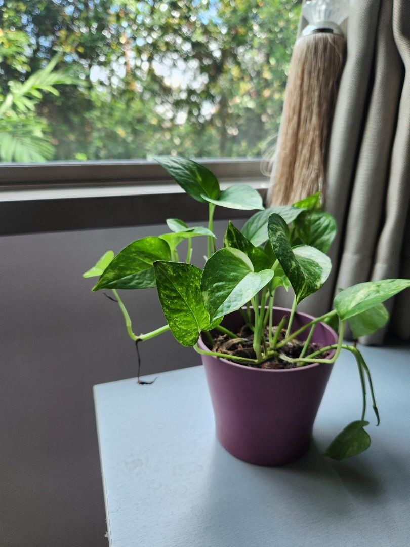 Plants (Devil's Ivy & Swiss Cheese Monstera), Furniture & Home Living ...