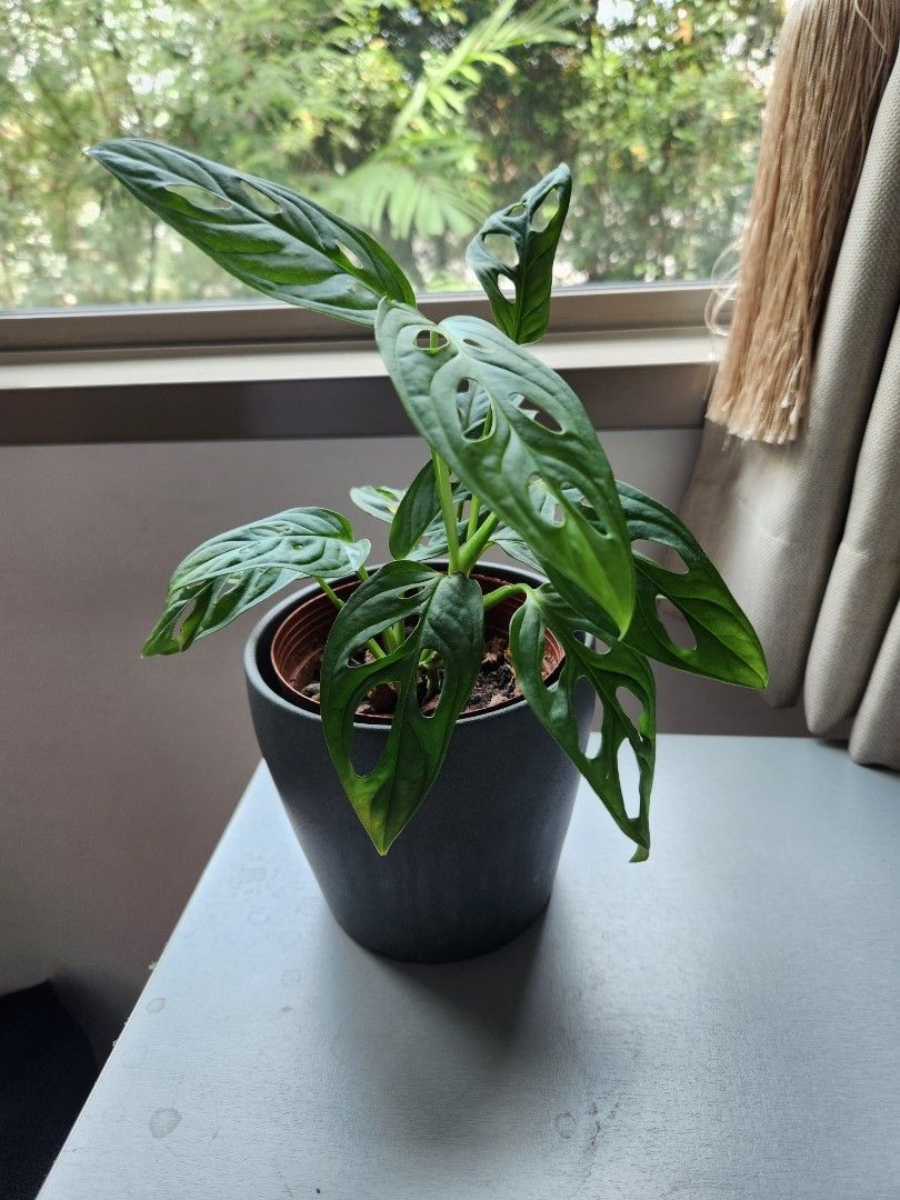 Plants (Devil's Ivy & Swiss Cheese Monstera), Furniture & Home Living ...