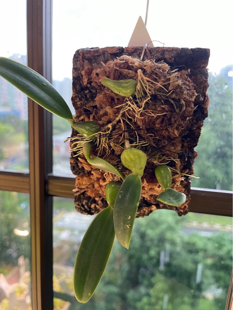 Trias oblonga bulbophyllum mounted on cork board, Furniture & Home ...