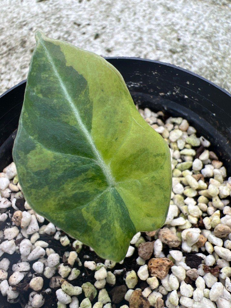 Alocasia black velvet variegated gold, Furniture & Home Living ...