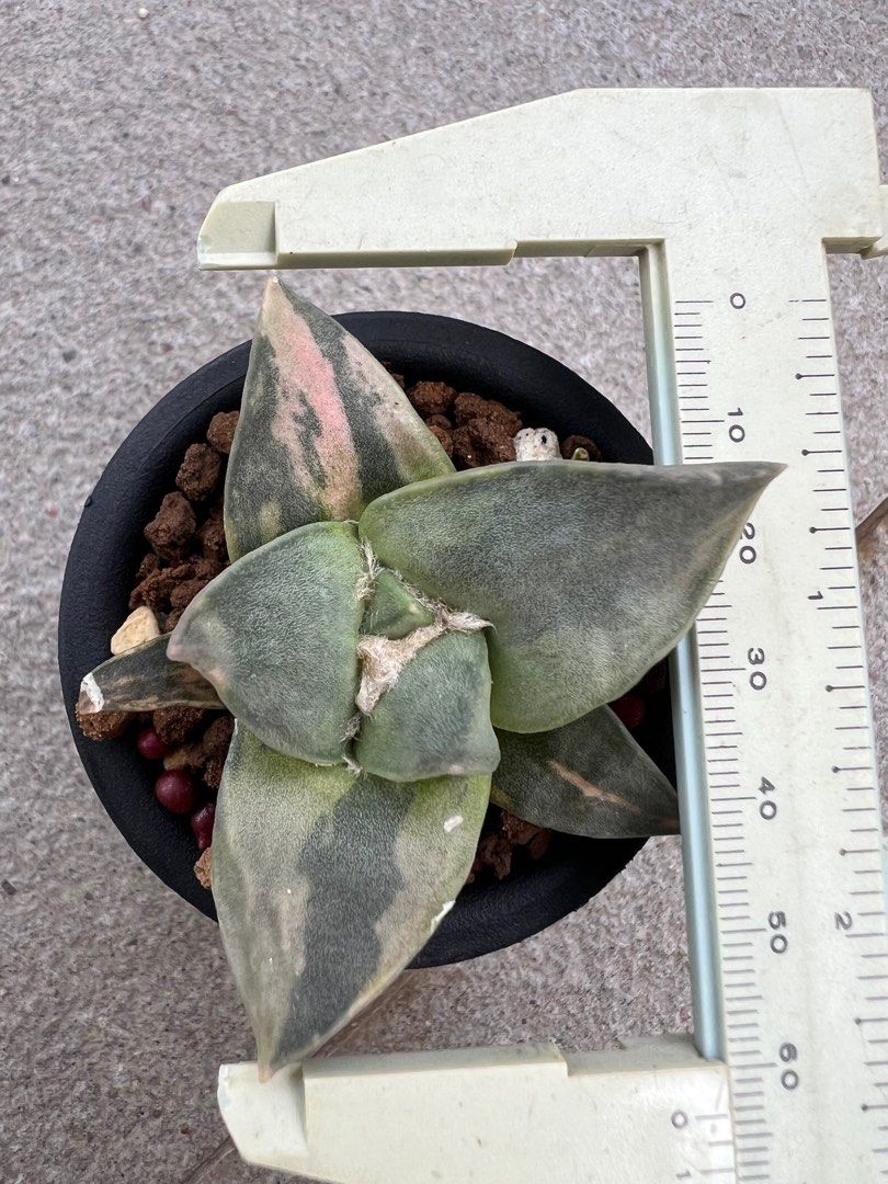 Ariocarpus retusus variegata, Furniture & Home Living, Gardening ...