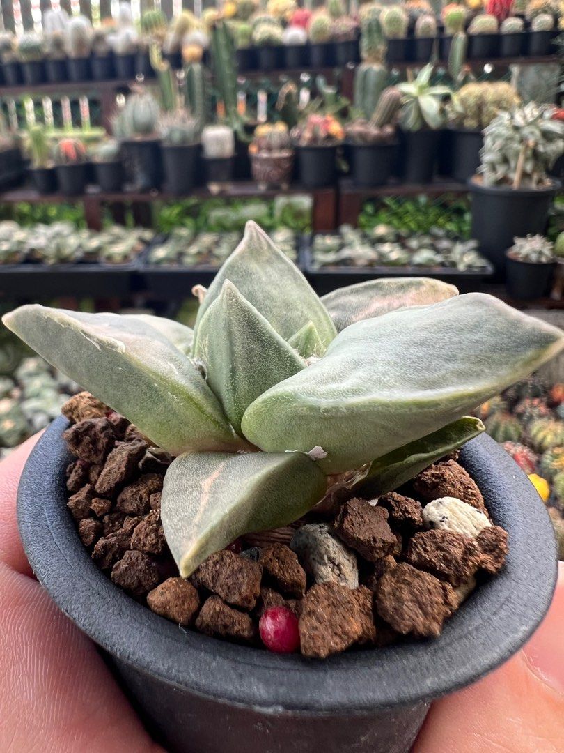 Ariocarpus retusus variegata, Furniture & Home Living, Gardening ...