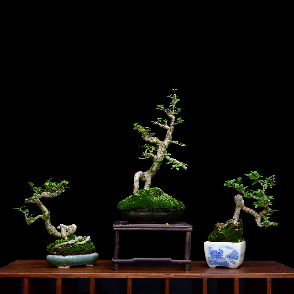 Bonsai Shui Mei Water Jasmine Wrightia Religiosa, Furniture & Home ...