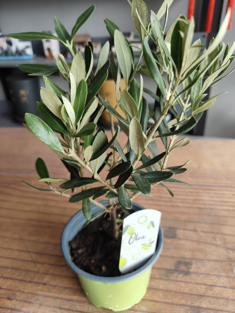 Mini Olive tree, Furniture & Home Living, Gardening, Plants & Seeds on ...