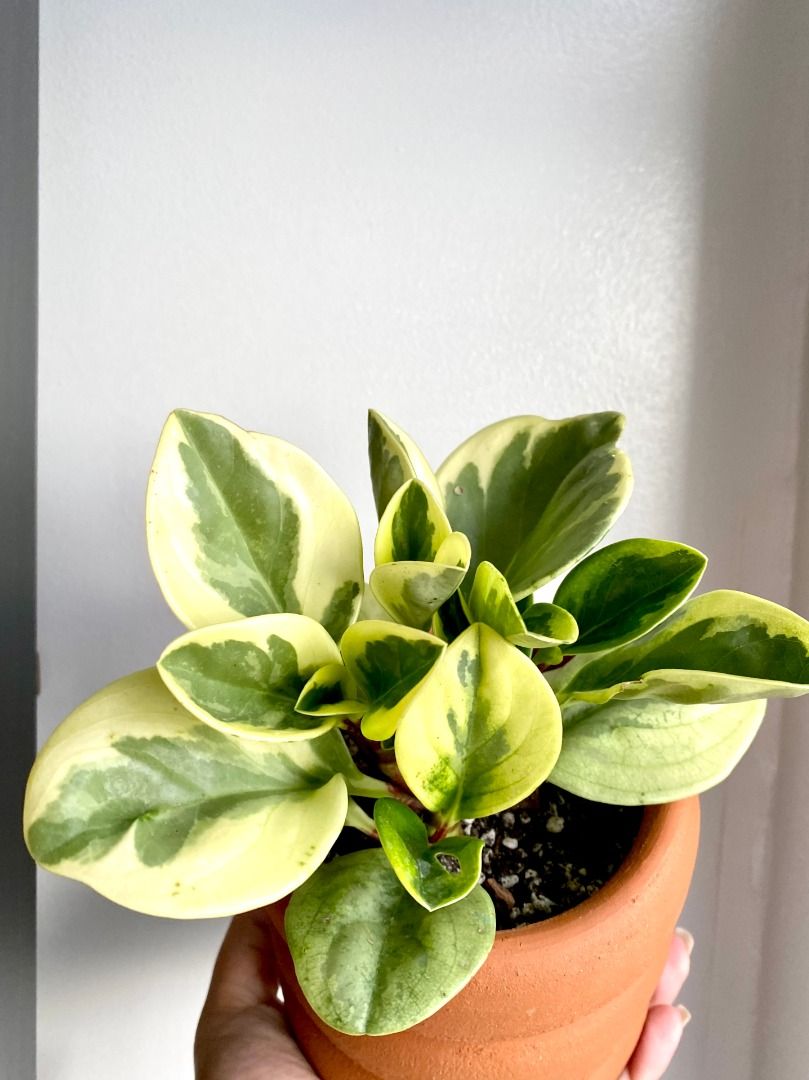 Peperomia Obtusifolia Variegata, Furniture & Home Living, Gardening ...