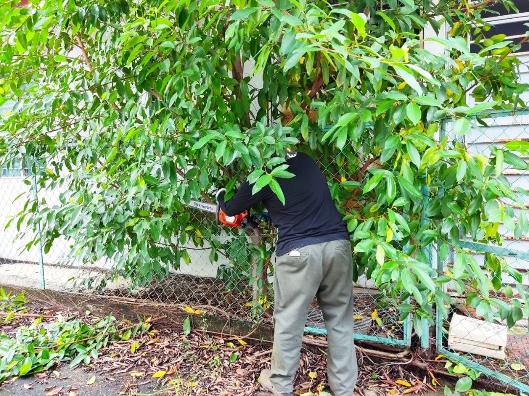Perkhidmatan Tebang Pokok, Trim Pokok, Announcements on Carousell