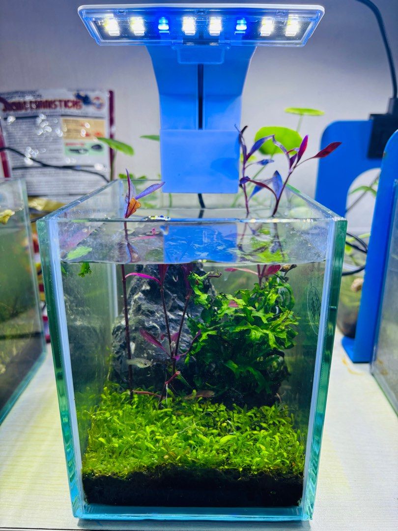 Planted fish tank set, Pet Supplies, Homes & Other Pet Accessories on ...