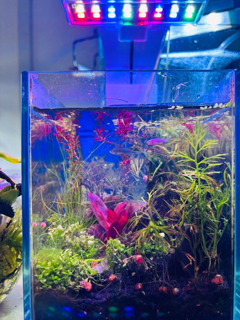 Planted fish tank set, Pet Supplies, Homes & Other Pet Accessories on ...