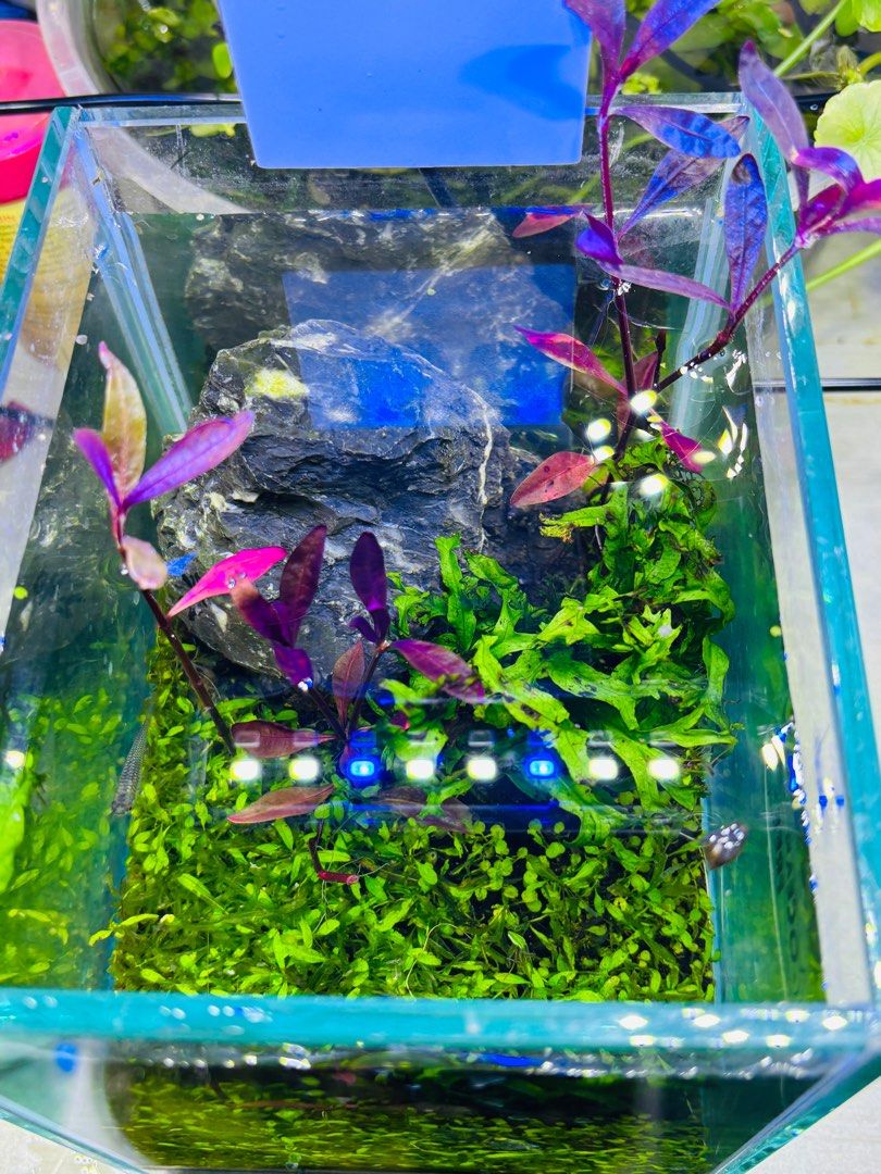 Planted fish tank set, Pet Supplies, Homes & Other Pet Accessories on ...