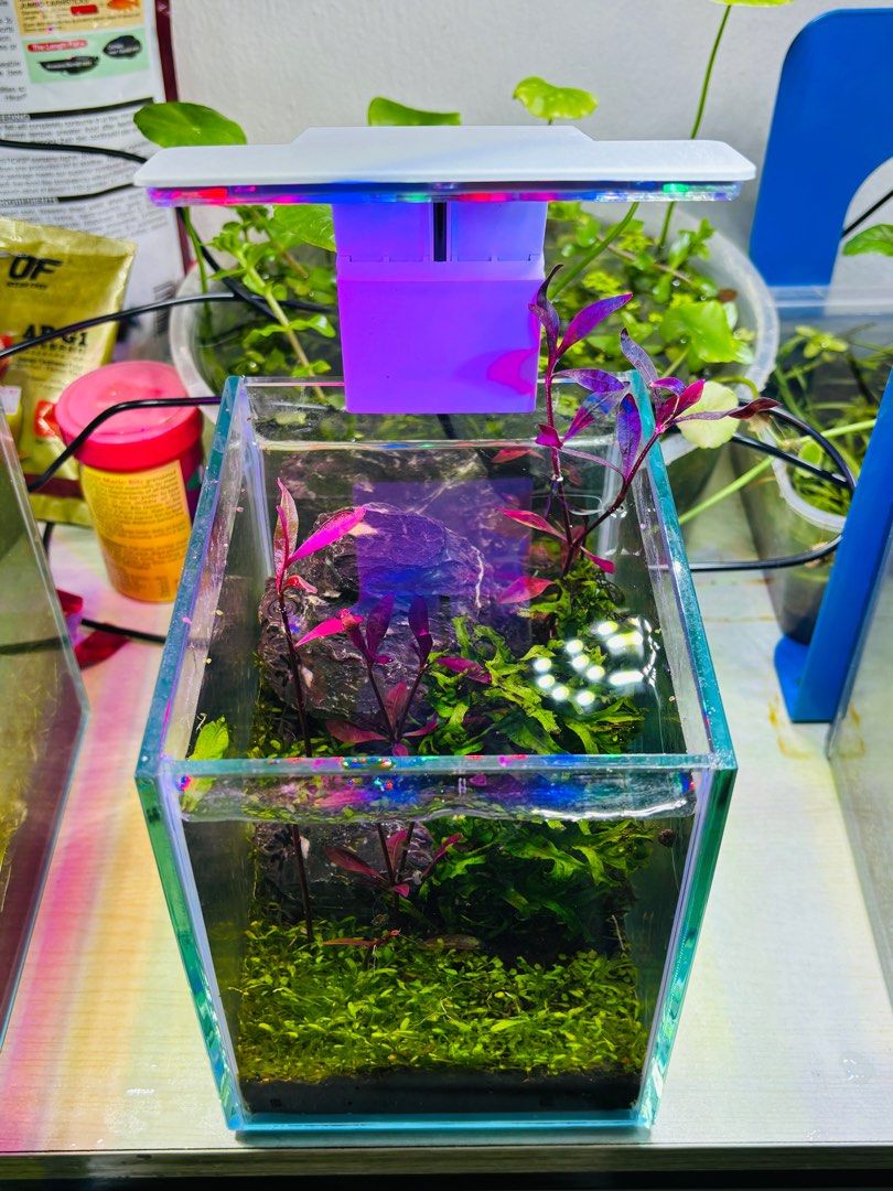 Planted fish tank set, Pet Supplies, Homes & Other Pet Accessories on ...