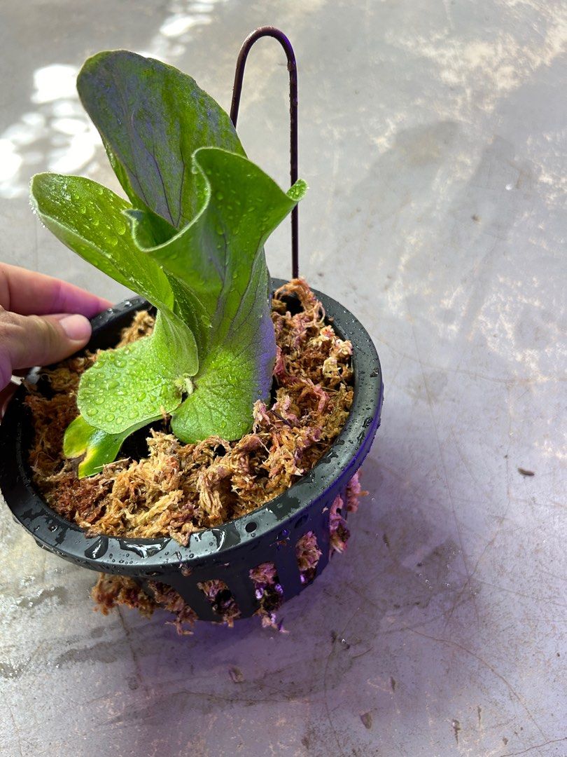 Staghorn Fern/ Platycerium Angolense Hook (Elephant ear fern ...