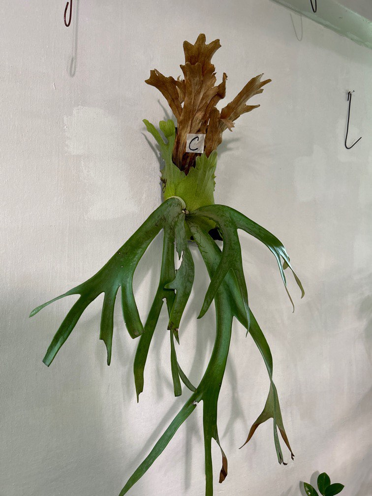 Staghorn Frrn/ Platycerium Willinckii, Furniture & Home Living ...