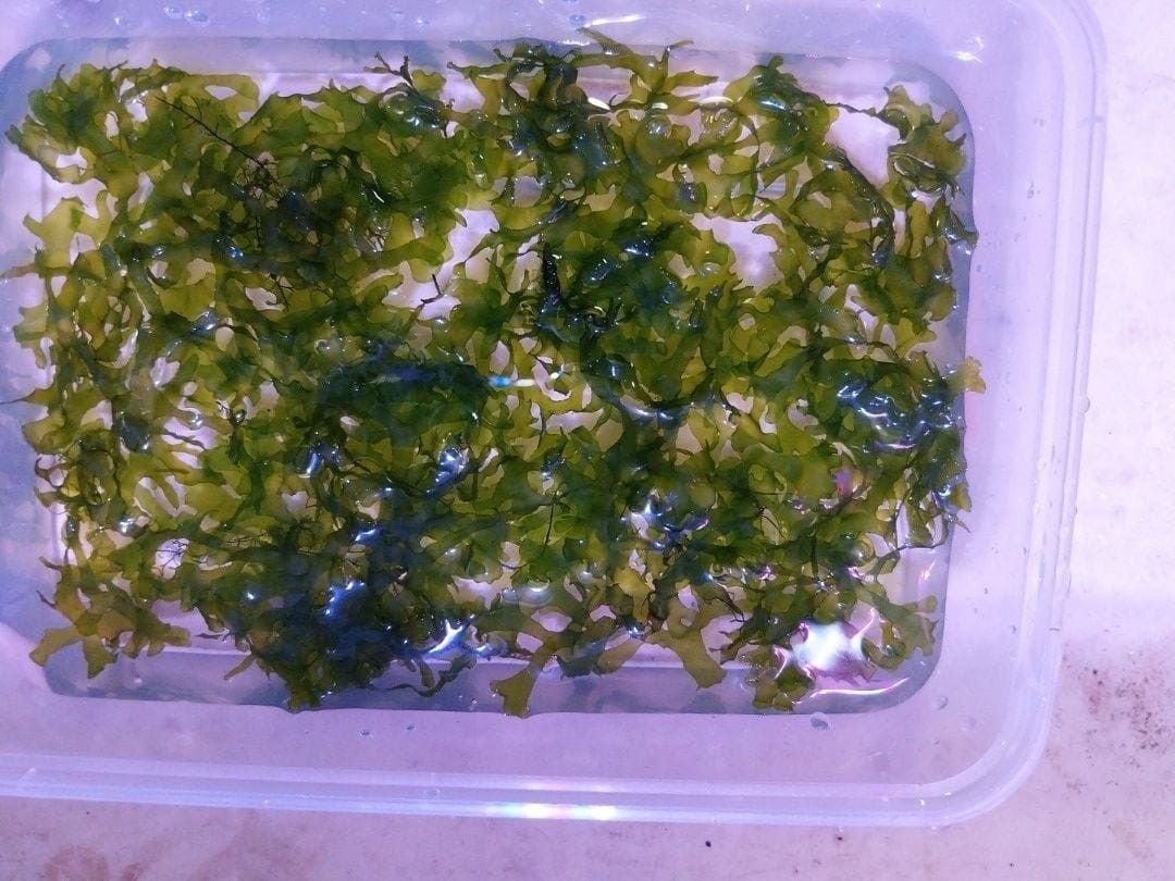 Aquatic plant pelia subwassertang moss, Pet Supplies, Homes & Other Pet ...