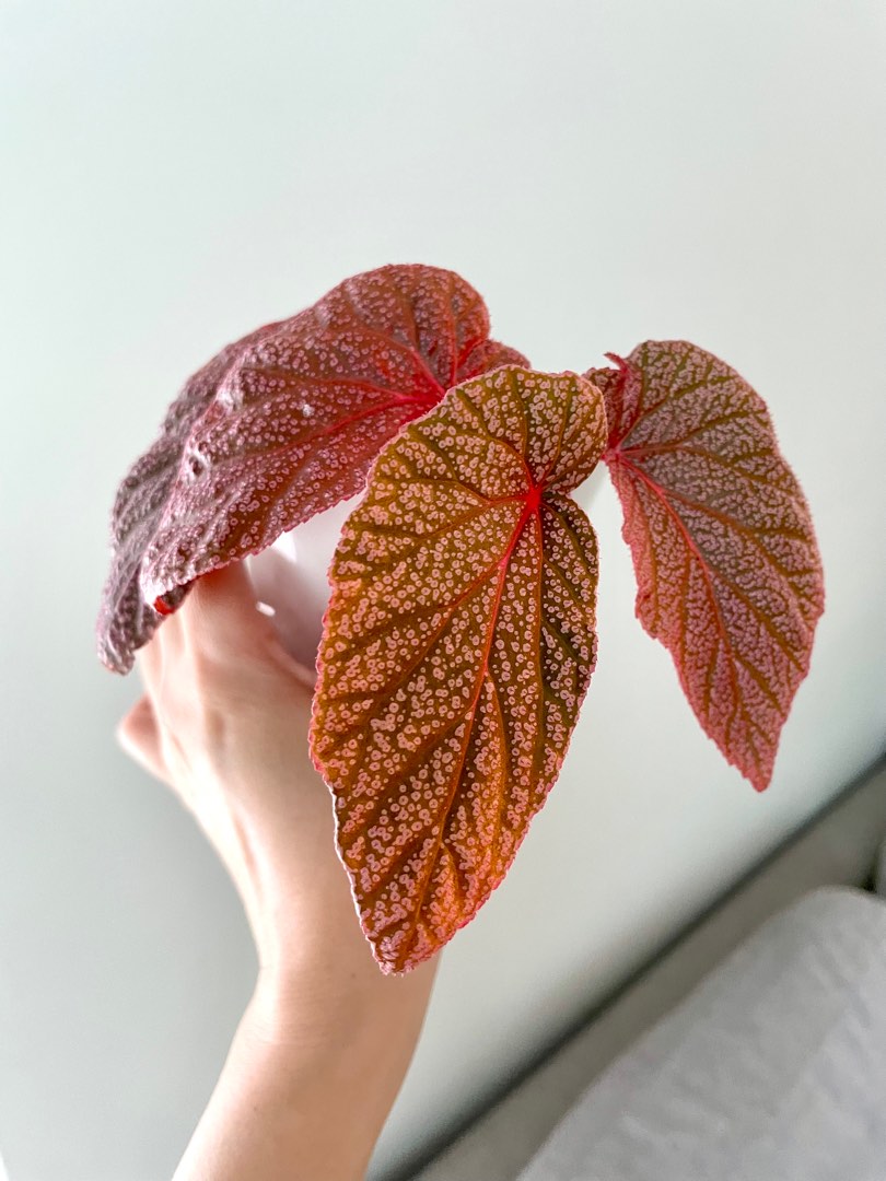 Begonia U062, Furniture & Home Living, Gardening, Plants & Seeds on ...