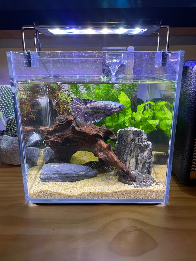 [BNIB] Cube Fish Tank / Aquarium / Terrarium / Acquascape, Pet Supplies ...