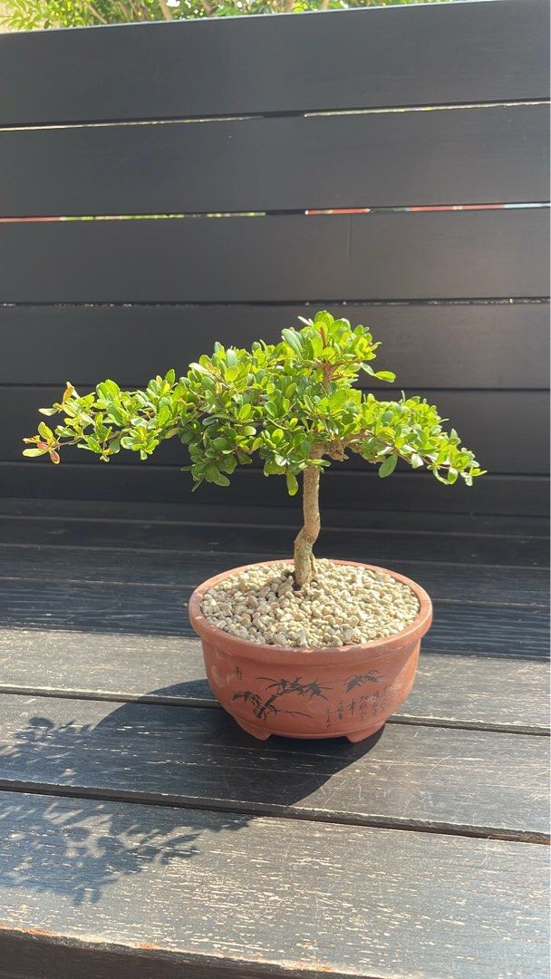 Bucida Bonsai, Furniture & Home Living, Gardening, Plants & Seeds on ...
