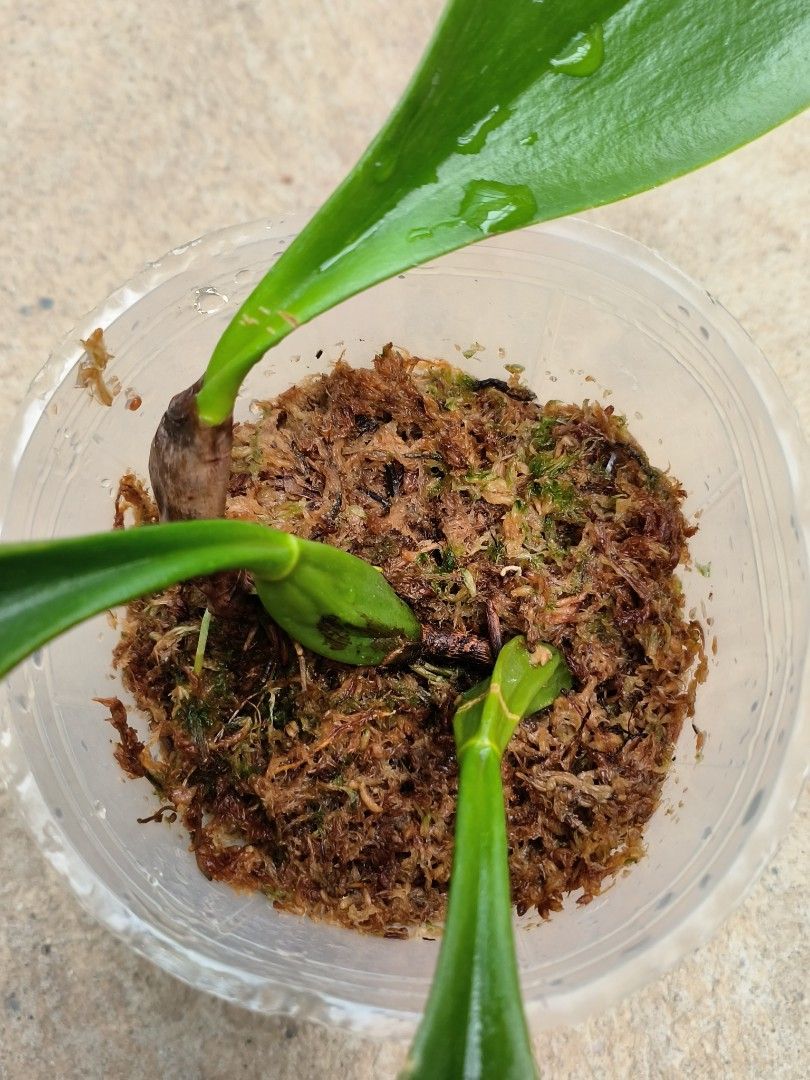 Bulbophyllum grandiflorum fma. aureum "Shining Fuji", Furniture & Home ...