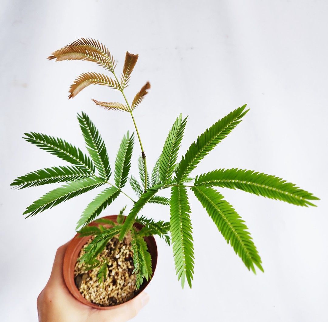 Everfresh Tree [Pithecellobium Confertum], Furniture & Home Living ...