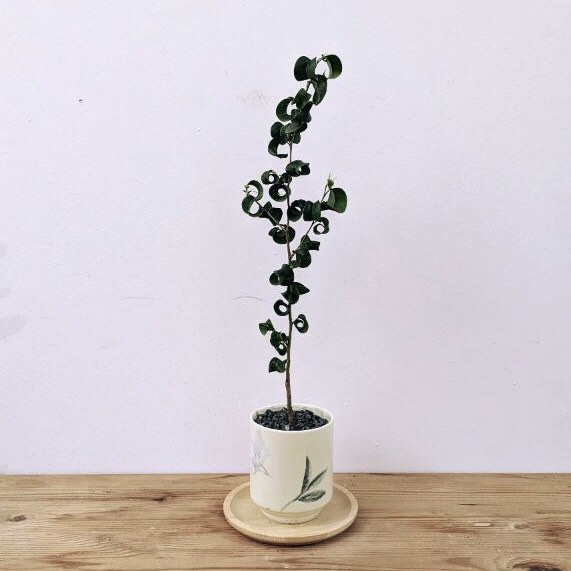 Ficus Benjamina Barok | Curly Ficus | Indoor Houseplant, Furniture ...
