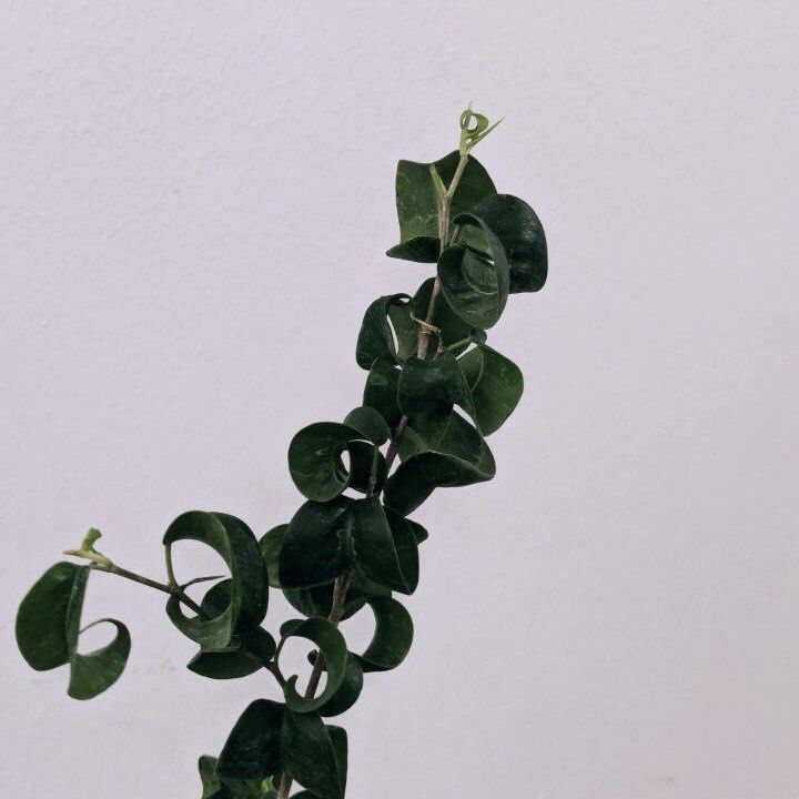 Ficus Benjamina Barok | Curly Ficus | Indoor Houseplant, Furniture ...