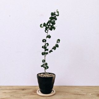 Ficus Benjamina Barok | Curly Ficus | Indoor Houseplant, Furniture ...