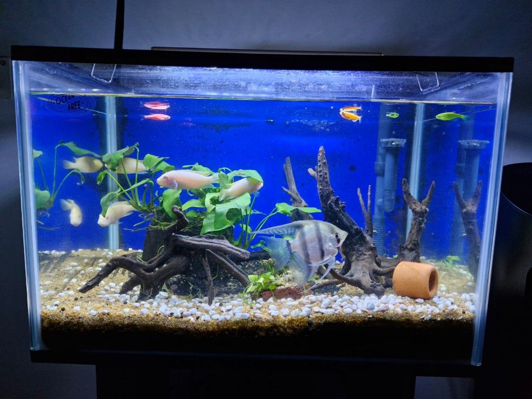 Fish Tank Set, Pet Supplies, Homes & Other Pet Accessories on Carousell