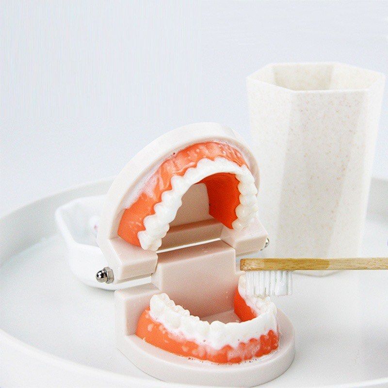 Montessori brush teeth training tool, Hobbies & Toys, Toys & Games on ...