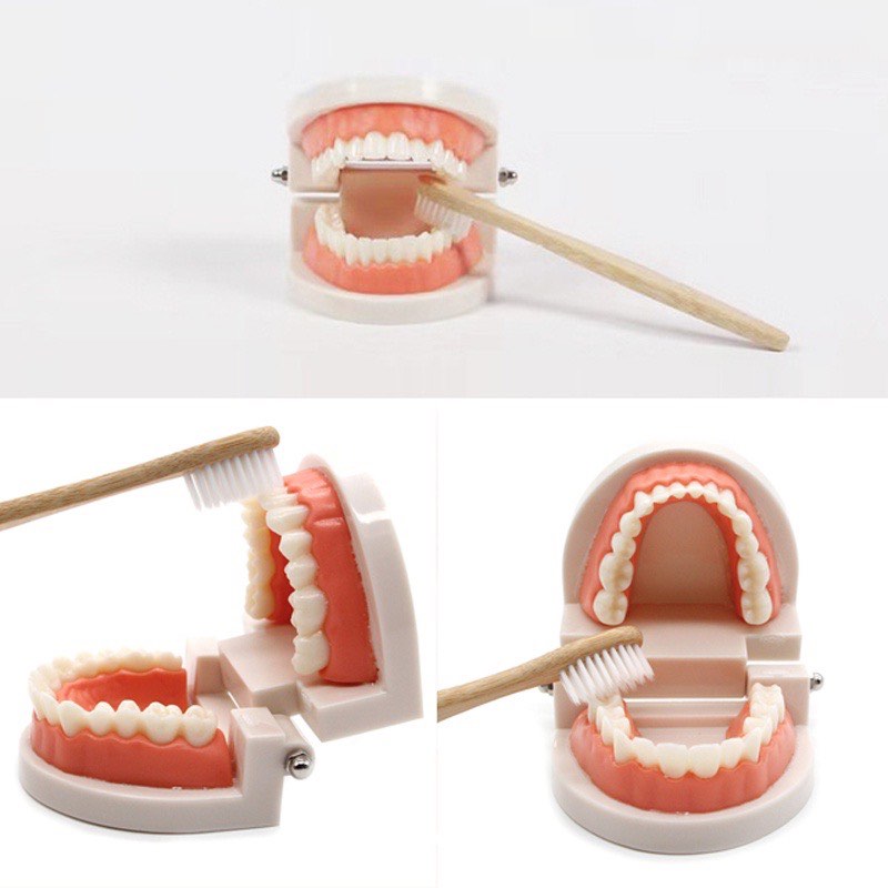 Montessori brush teeth training tool, Hobbies & Toys, Toys & Games on ...