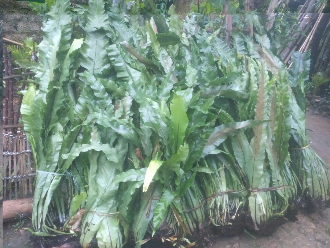 Pohon kadaka besar, Perkebunan di Carousell