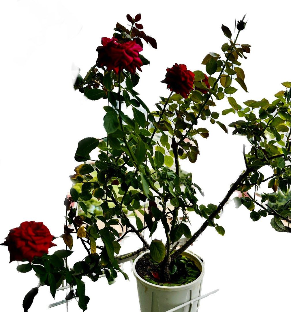 Red Monte Rose Grafted Medium Size, Furniture & Home Living, Gardening ...
