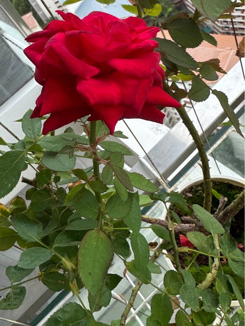 Red Monte Rose Grafted Medium Size, Furniture & Home Living, Gardening ...
